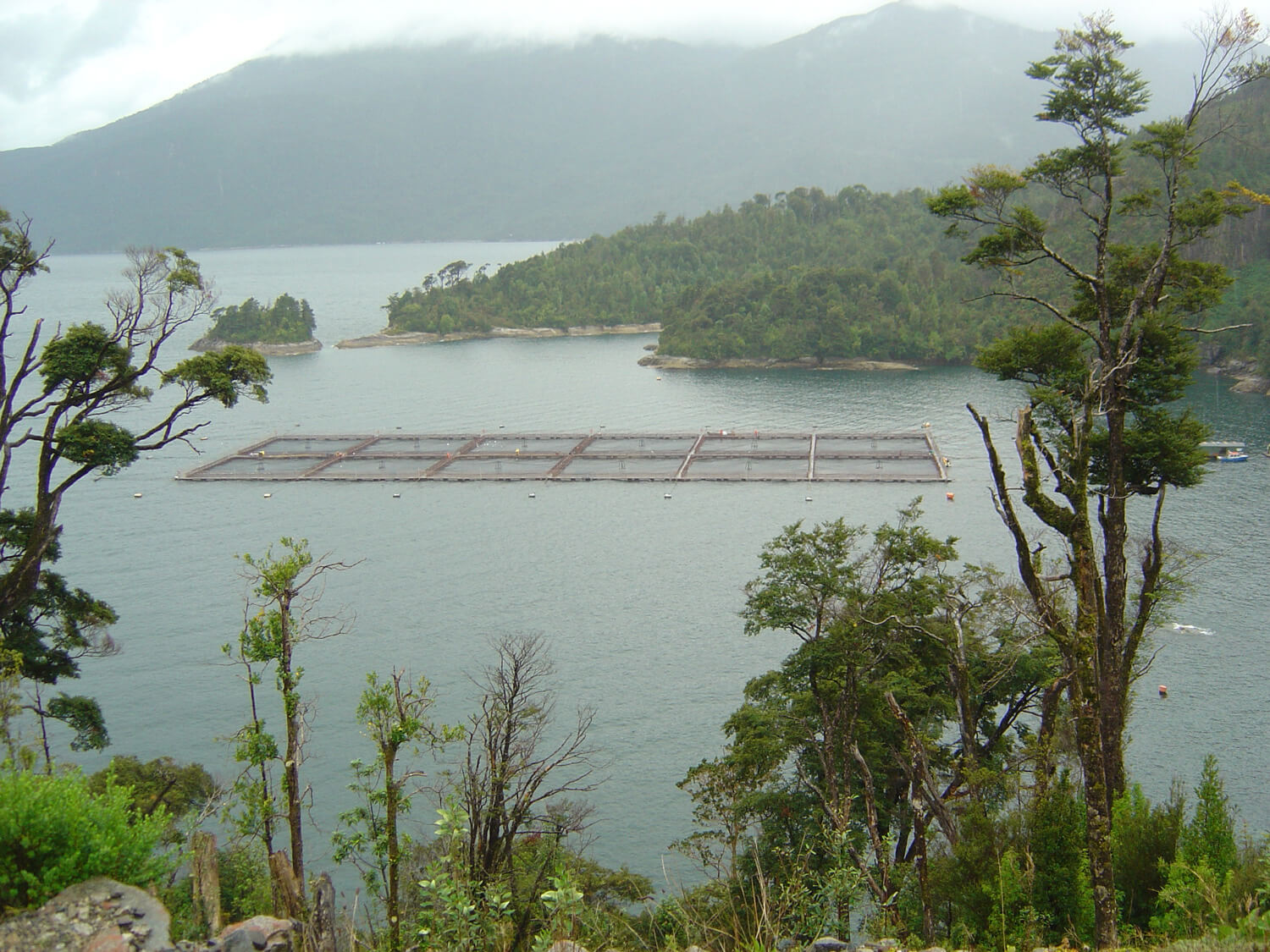 Green Pin - Farming Atlantic Salmon in Chile
